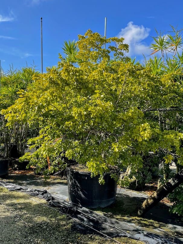 Guaiacum Officinale Lignum Vitae EPIC Landscaping