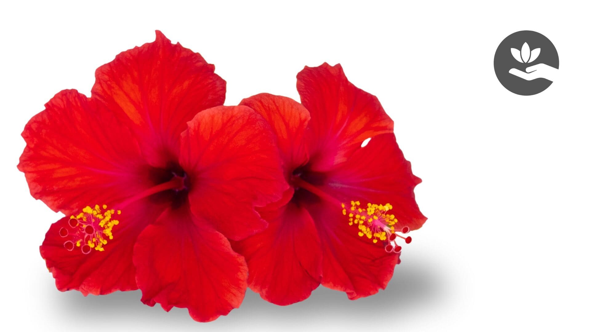 July Gardening Tips: Keep Your Landscape Cool and Safe - EPIC Landscaping