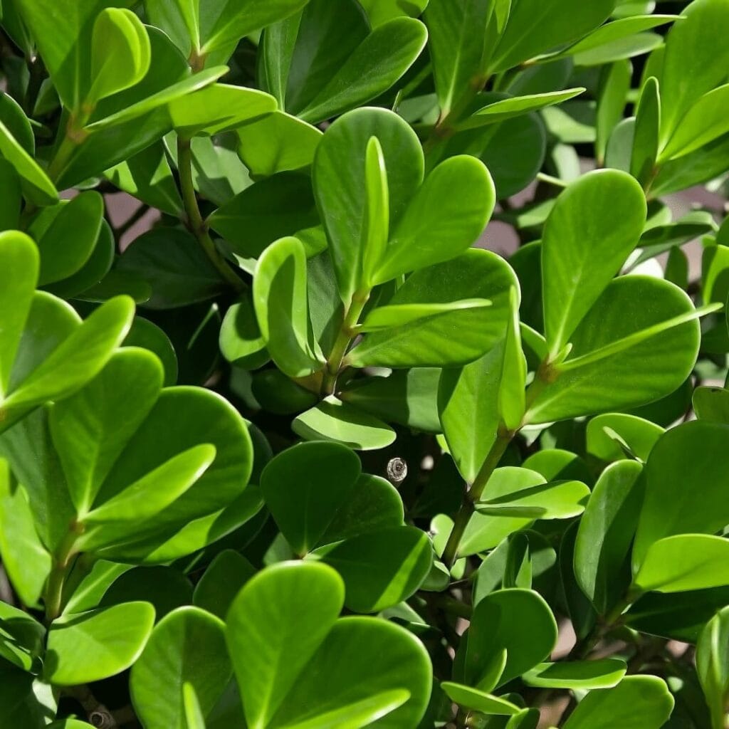 July Gardening Tips: Keep Your Landscape Cool and Safe - EPIC Landscaping